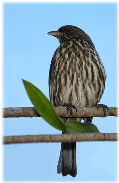 La República Dominicana